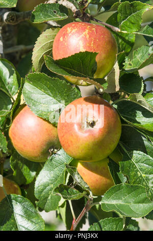 Apple 'Red Falstaff' growing on a tree Stock Photo - Alamy