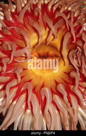 Fish-eating Sea Anemone (Urticina piscivora) pair underwater, Barkley ...