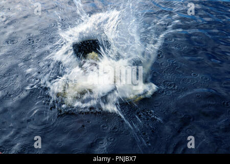 Diver entering the water with big splash and bubbles between light ...
