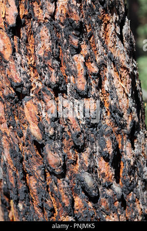 Detail of a burnt conifer bark Stock Photo - Alamy