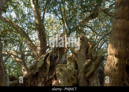 Ancient Yew tree with hollowed out trunk and seating inside, Much ...