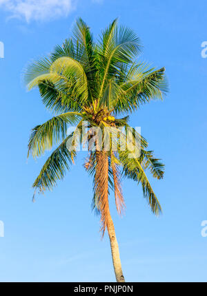 Coconut Tree In Leyte, Philippines Stock Photo - Alamy