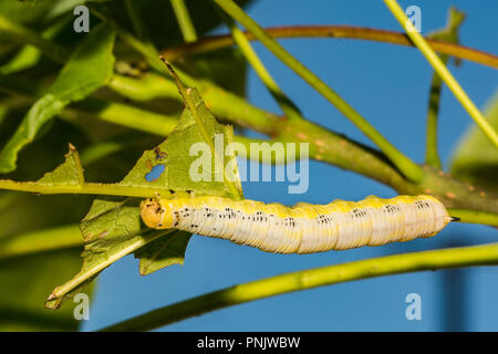 Caterpillar (larva) of catalpa sphinx moth (Ceratomia catalpae) on leaf ...