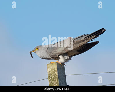 Cuckoo (Cuculus canorus) with caterpillar prey, France. May Stock Photo ...