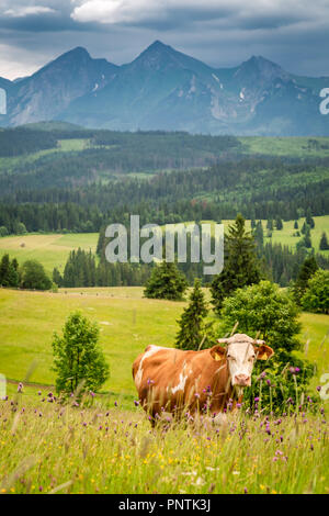 Brown cow in Tatra mountains in Poland, Europe Stock Photo - Alamy