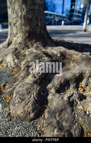 Tree roots fighting against the pavement, Melbourne VIC, Australia ...