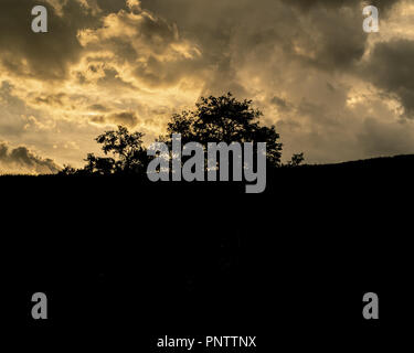 The beautiful view of the silhouettes of trees under bright sunbeams at ...