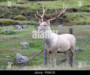 Bukhara or Bactrian Deer - Cervus elaphus bactrianus From Central Asia ...