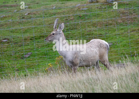 Bukhara or Bactrian Deer - Cervus elaphus bactrianus From Central Asia ...