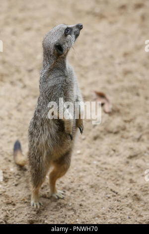 Paradise Wildlife Animals in Hertfordshire Featuring: Jaguar Where ...