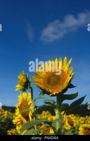 Close-up of a blooming sunflower against the background of a sunflower ...