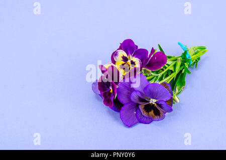 Little bouquet of Viola tricolor Stock Photo - Alamy