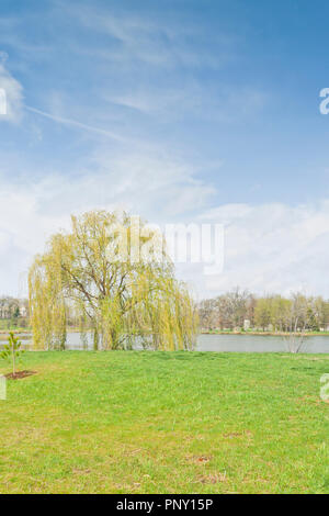Willow catkins in spring park Stock Photo - Alamy