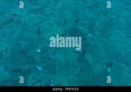 Shoal of fish from above water. Sardinia. Mediterranean Sea Stock Photo ...