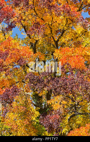 A sweetgum tree displays its spectrum of majestic autumn colors: red ...