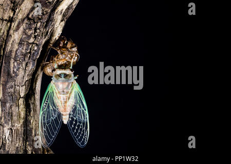 Cicada pupa hanging from a tree Stock Photo - Alamy