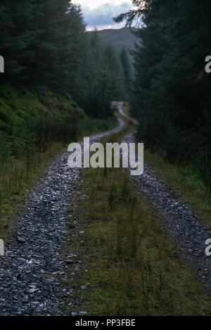 Forest motives at Snowdonia National Park Stock Photo - Alamy