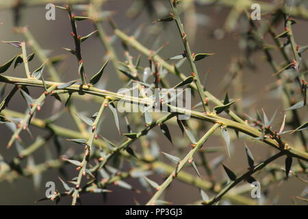 Spiky leaved native Australian plant in ACT bushland near Bendora ...