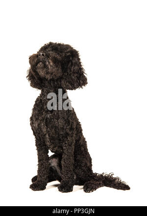 Cute black Labradoodle, sitting up facing front. Looking straight to ...