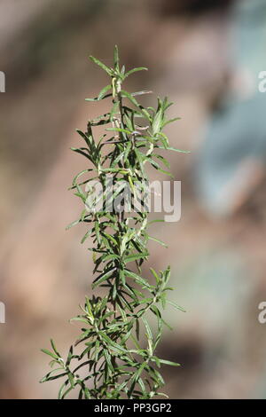 Slender Westringia (a native rosemary) growing wild near Bendora ...