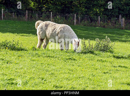 Newparks Family Farm at Muiravonside Country Park Whitecross near ...