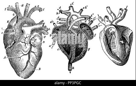 Illustration of the Heart and right atrium and ventricle. This anterior ...