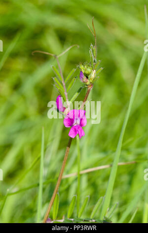 A pretty Grass Vetchling, Lathyrus nissolia, growing in a meadow in the ...