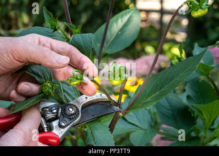 Disbudding a dahlia plant using secateurs to remove smaller flower buds ...