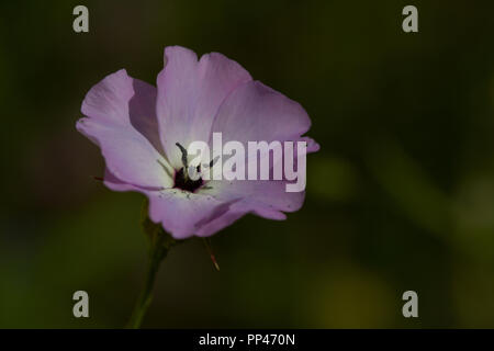 Pink spiral of an unfolding flower Stock Photo - Alamy