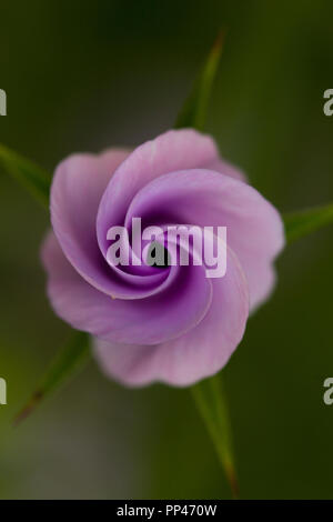 Pink spiral of an unfolding flower Stock Photo - Alamy