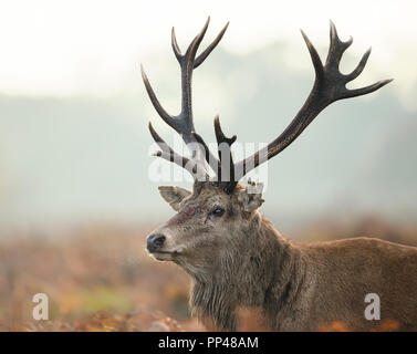 Ear. Close up portrait of beautiful redhair caucasian female model ...