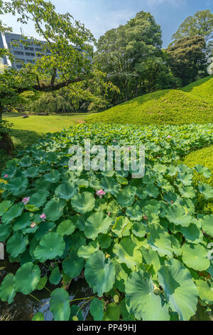 Beautiful Booming Lotus Flower Stock Photo - Alamy