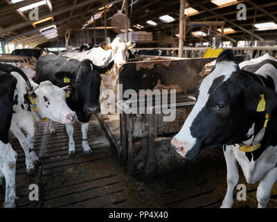 Curious Holstein dairy cows feed on silage in a freestall barn at a ...
