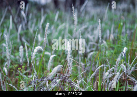 the flower of grass wiping or reeds flowers Stock Photo - Alamy
