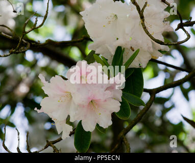 The flowers of a rhododendron 'Loderi King George' Stock Photo - Alamy