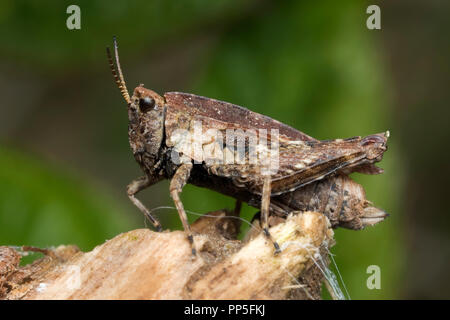 Common Groundhopper (Tetrix undulata Stock Photo - Alamy