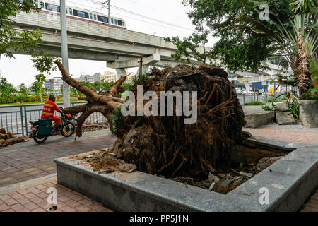 Uprooted tree as Typhoon Mangkhut causes destruction in southern China ...