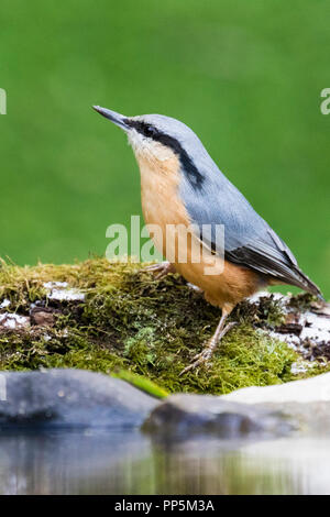 European nuthatch in early autumn in rural mid Wales Stock Photo - Alamy
