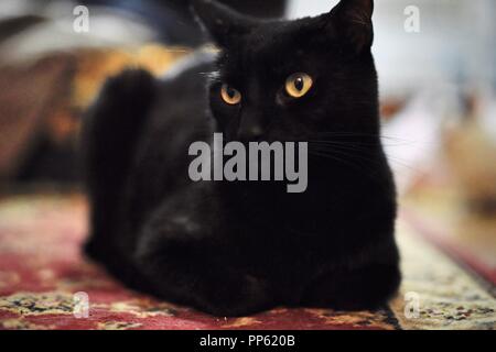 A "loafing" black Cat hangs out inside, posing for the camera Stock ...