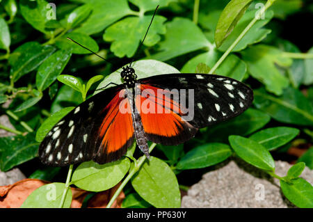 Tarracina longwing butterfly (captive) (Tithoria tarracina Stock Photo ...