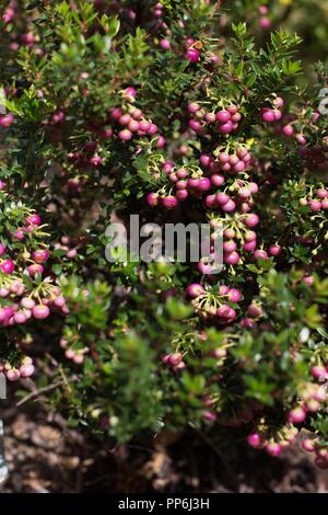 Prickly Heath (Gaultheria mucronata) fruits Torres del Paine National ...