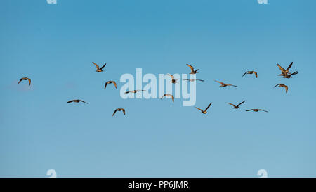 Flock of Marbled Godwits in flight through blue skies Stock Photo - Alamy