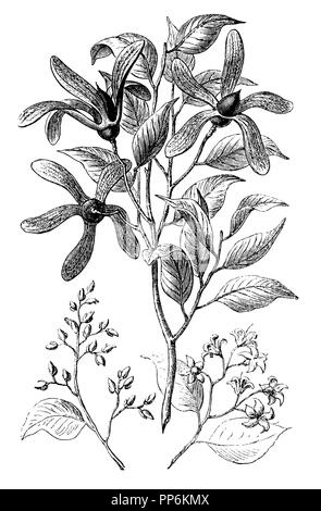 Borneo camphor tree, Dryobalanops aromatica, critically endangered ...