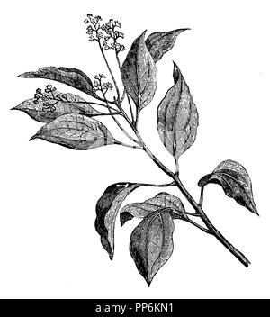 Old illustration of Camphor tree (Cinnamomum camphora). By unidentified ...