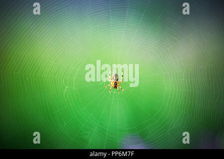 A macro shot of a wet spider web Stock Photo - Alamy