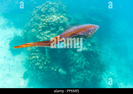 Squid are cephalopods of the two orders Myopsida and Oegopsida Stock ...