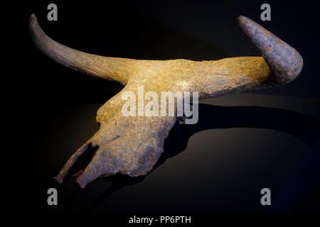 The aurochs skeleton Stock Photo - Alamy