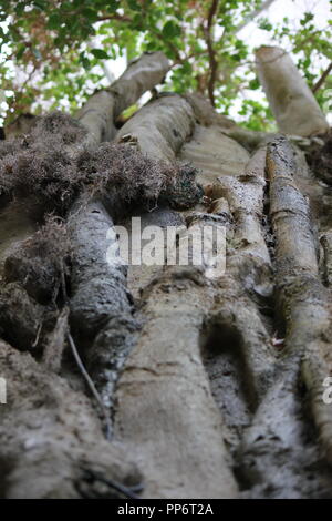 Vivid tree seen from bottom Stock Photo - Alamy