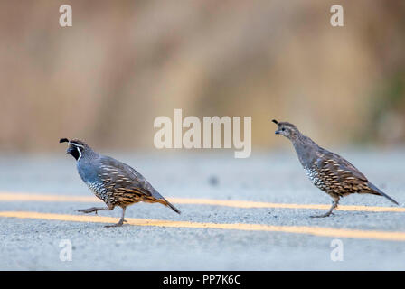 Elkton, OREGON, USA. 24th Sep, 2018. A male California quail crosses a ...