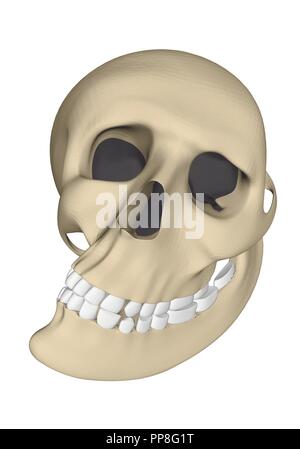 Deformed human skull in cartoon style. 3D. Vector illustration Stock ...